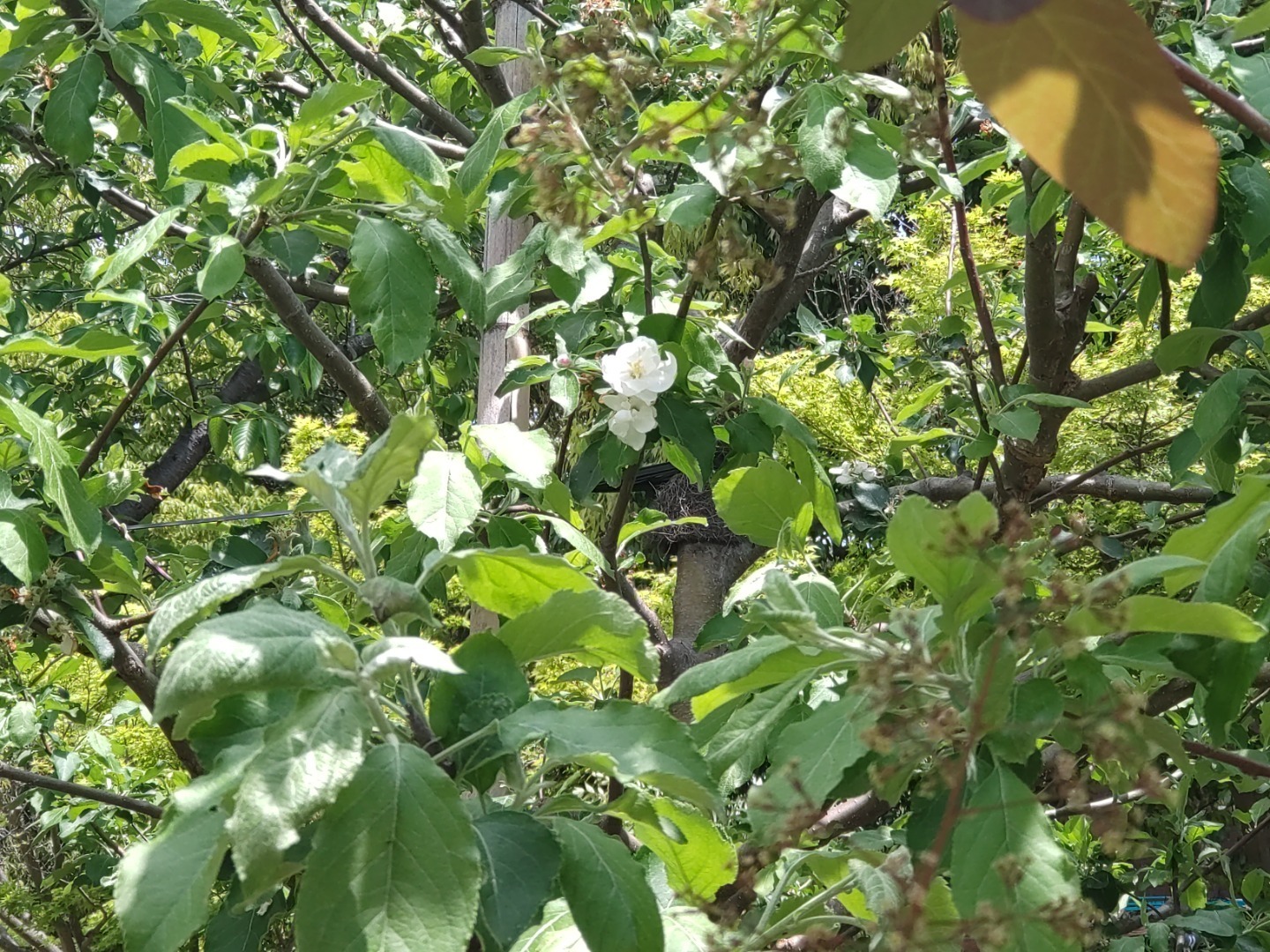 鯉泳ぎ、とん平焼きと巾着、マリトッツォ: さっちょさんのパン工房