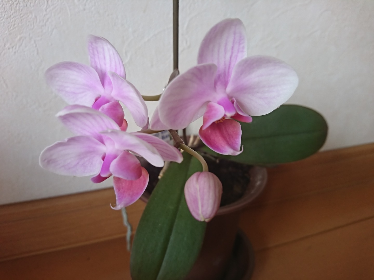 もう満開になりそう、ベーコンとコーンのチーズパン: さっちょさんのパン工房